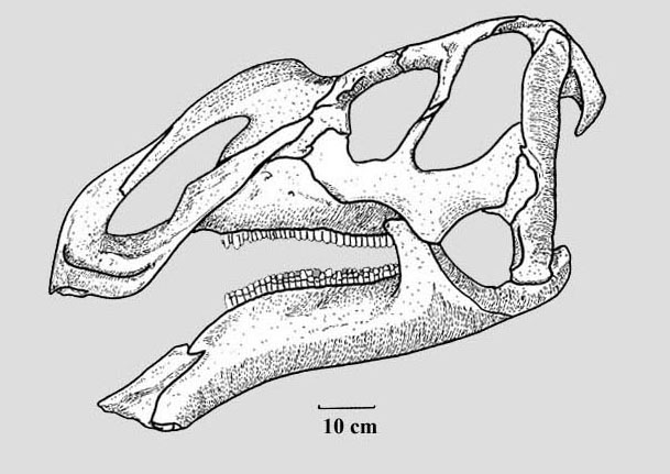 Gryposaurus Skull